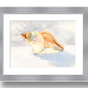 Watercolor Conch Shell in the Light. Giclee Print or Cards of My ...