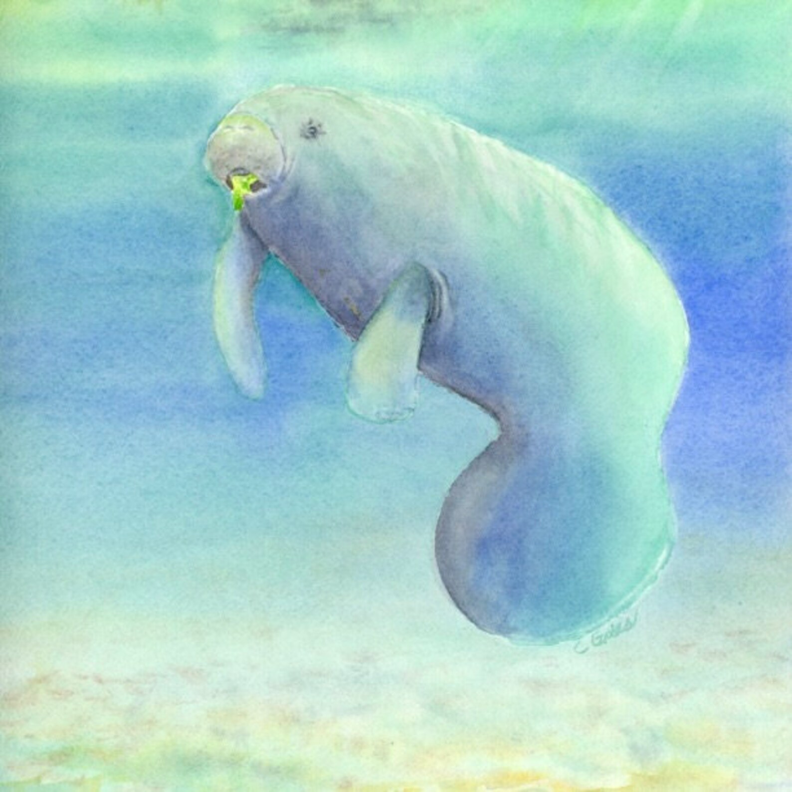 Watercolor Manatee Prints, Canvases, Cards & Stickers. Florida Wildlife ...