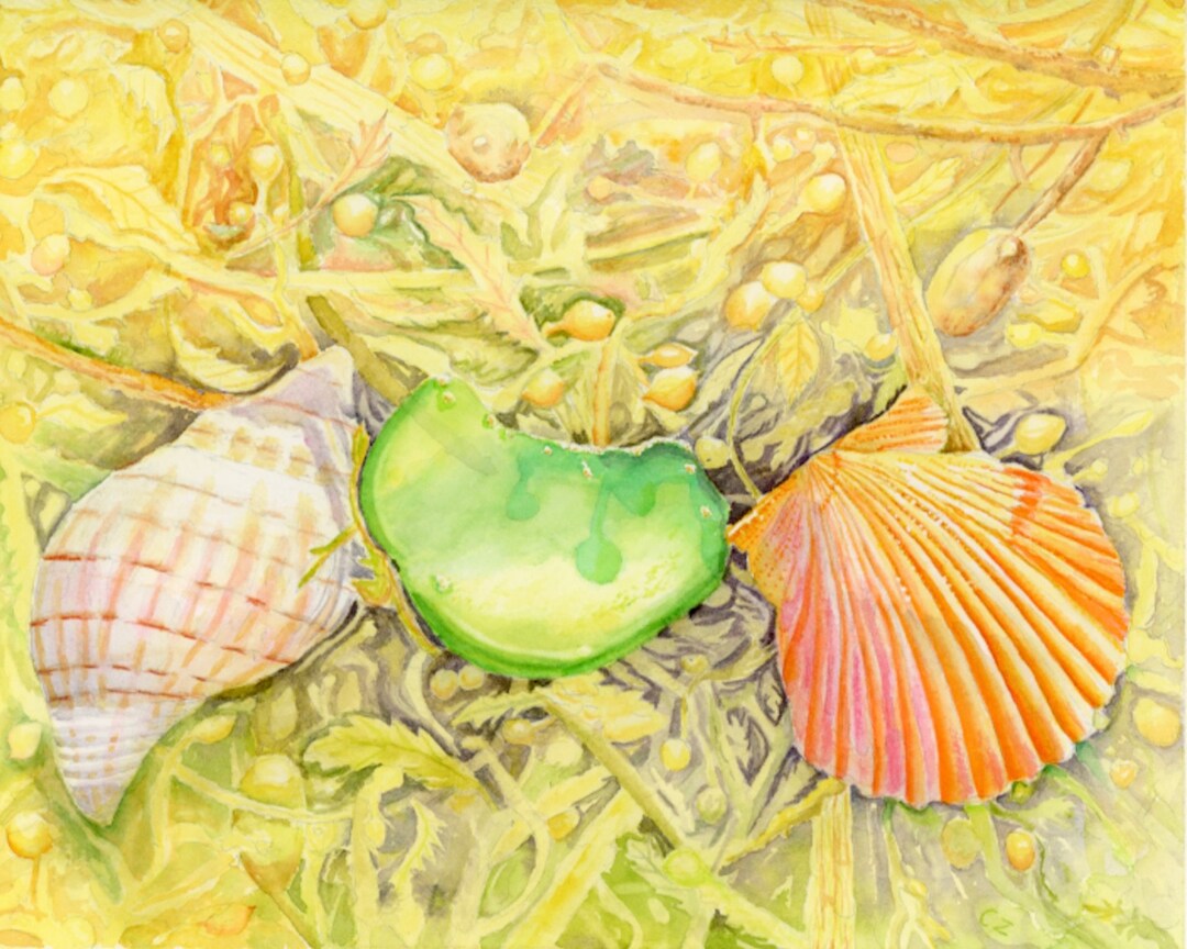 Watercolor "seashells, Sea Glass and Seaweed" Print, Canvas or Cards of ...