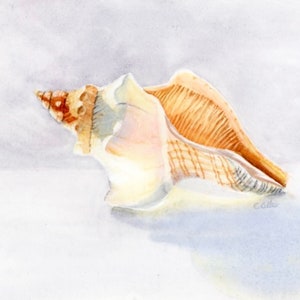 Watercolor Conch Shell in the Light. Giclee Print or Cards of My ...