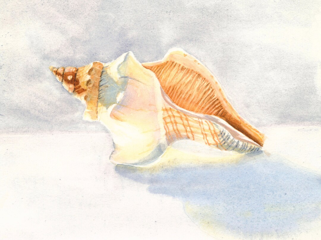 Watercolor Conch Shell in the Light. Giclee Print or Cards of My ...