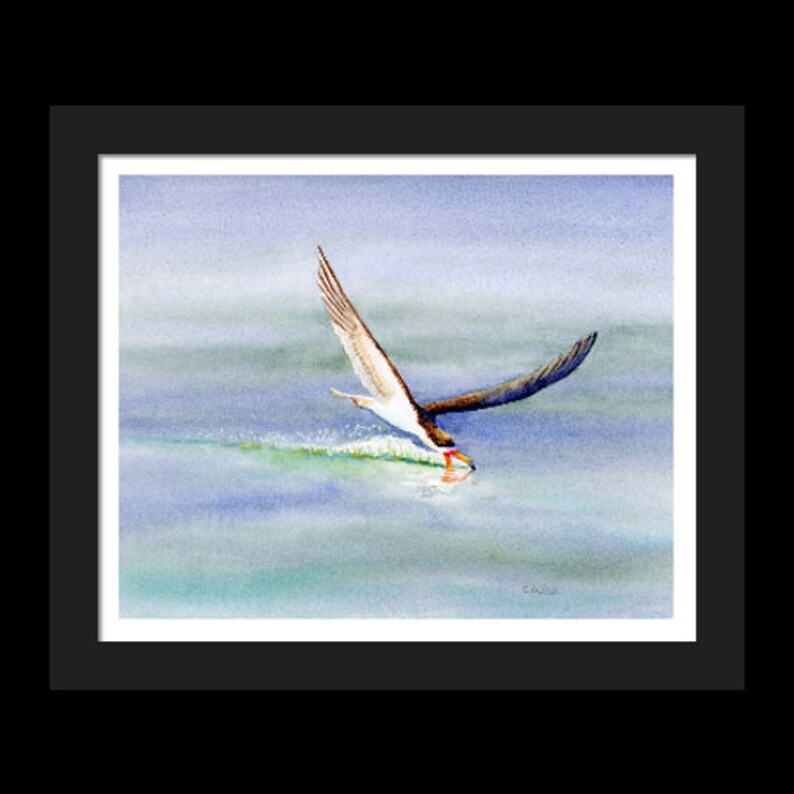Watercolor “black Skimmer Skimming”, Sea Bird Seascape Original ...