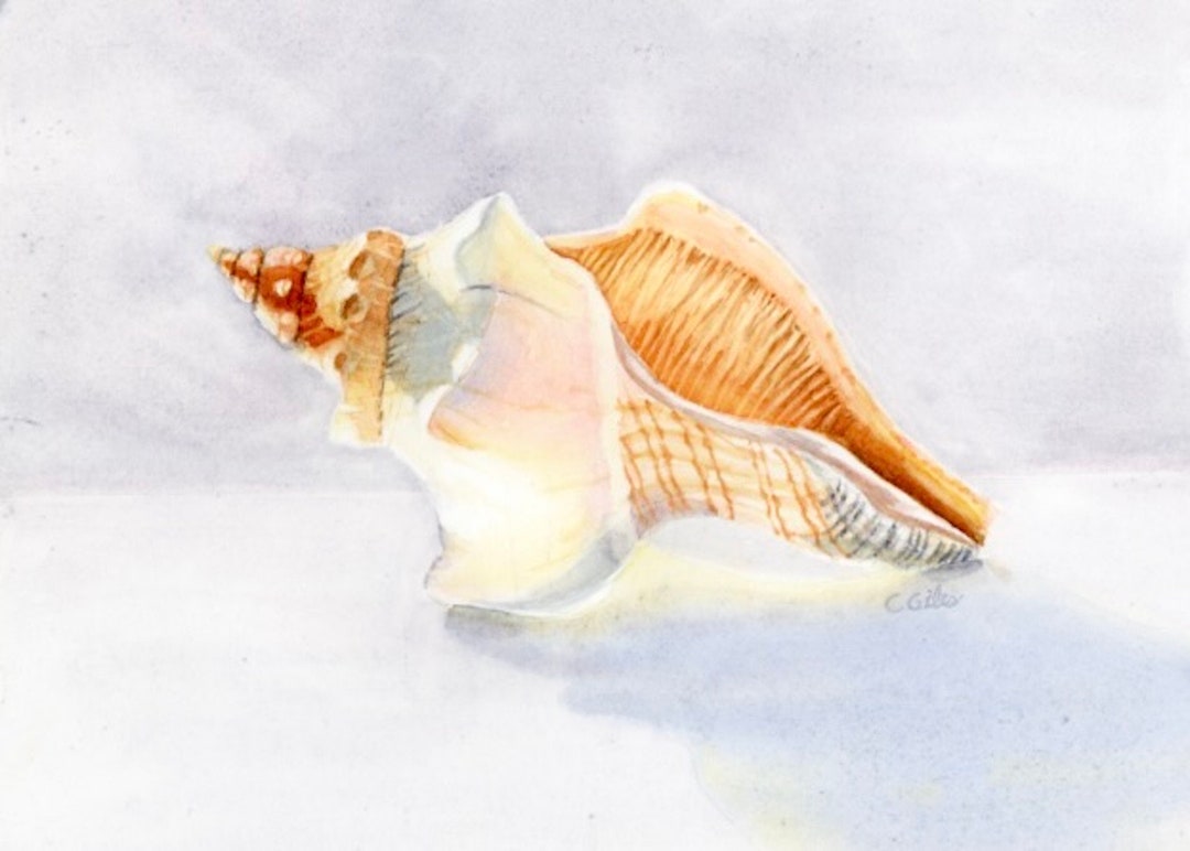 Watercolor Conch Shell in the Light. Giclee Print or Cards of My ...