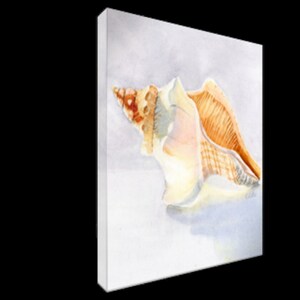 Watercolor Conch Shell in the Light. Giclee Print or Cards of My ...