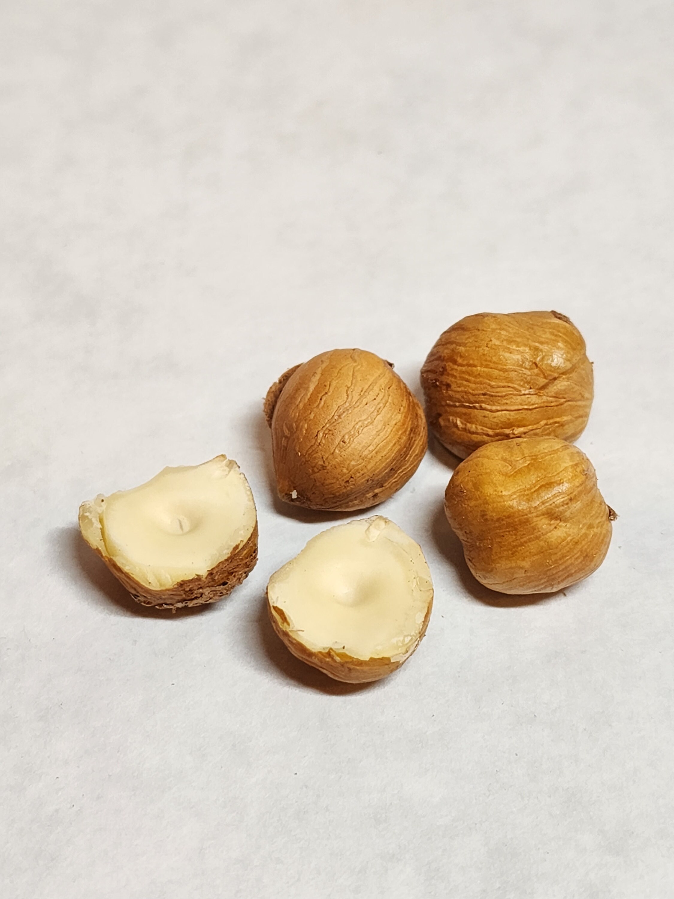 In Shell Hazelnuts Roasted and Raw. Grown in Our Family's Orchard. - Etsy