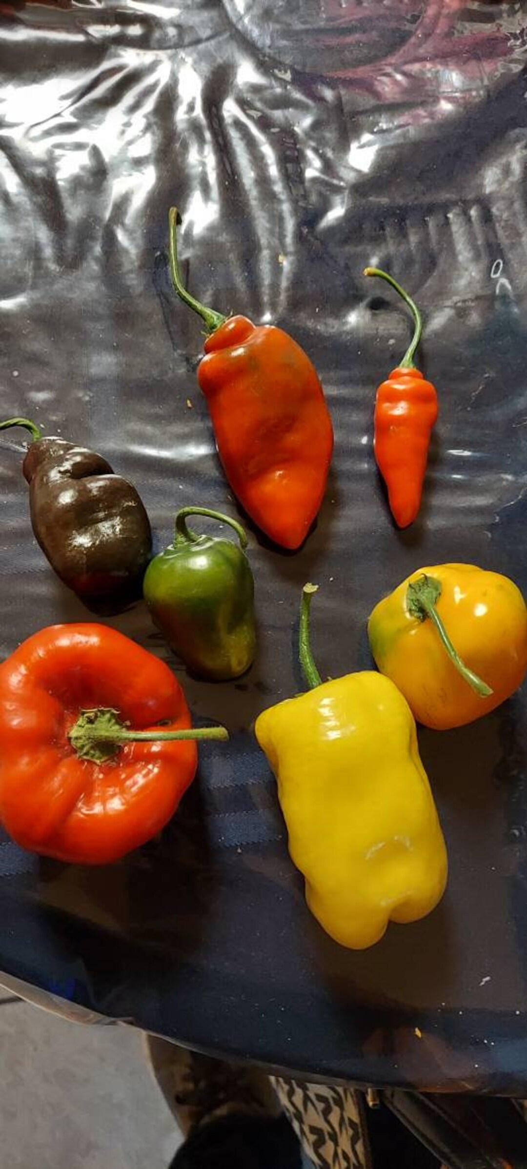 Mixed Variety of Manzano Seeds - Etsy