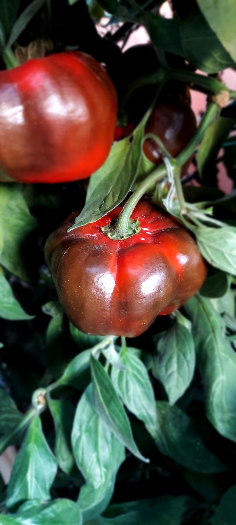 Arequipa Red Manzano Seeds - Etsy