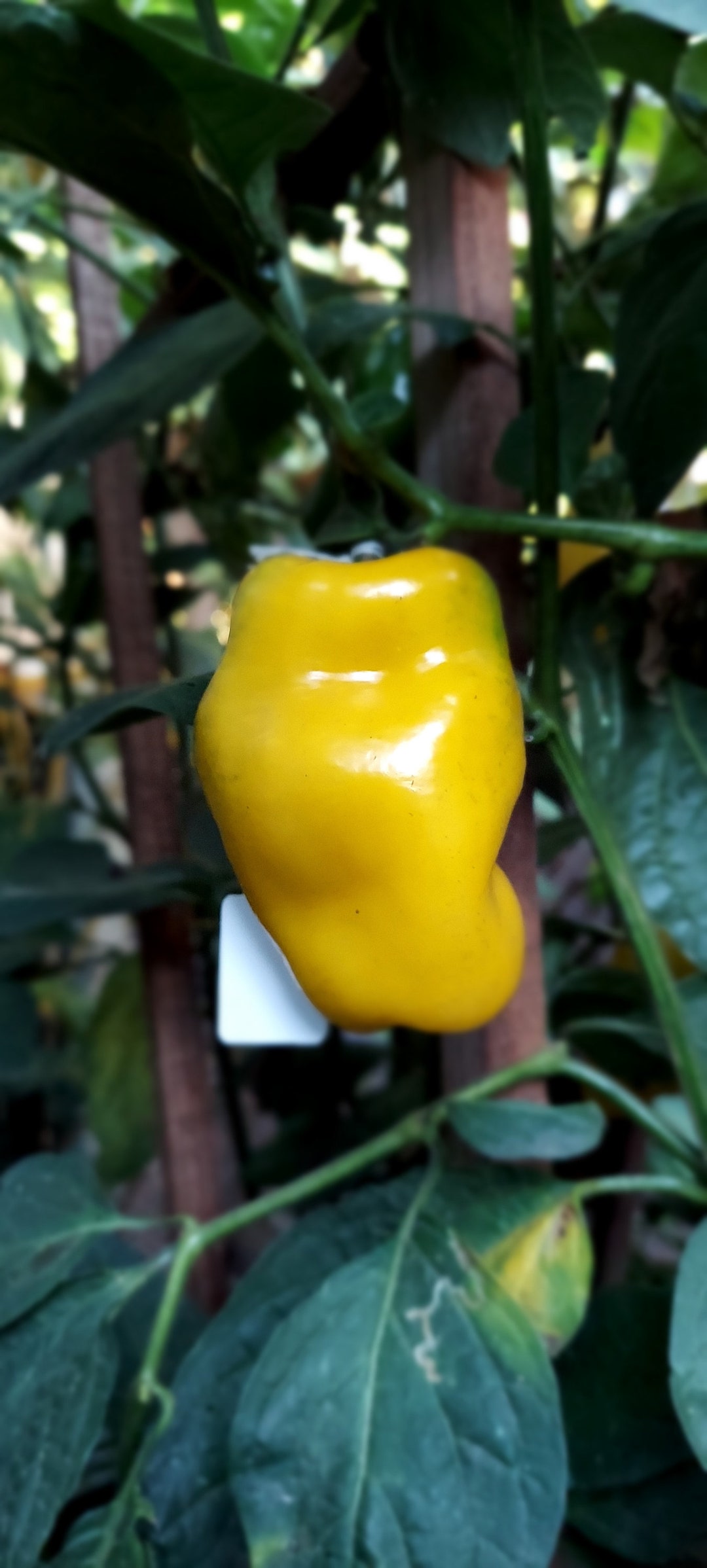 Manzano Yellow Delicious at Christian Liao blog