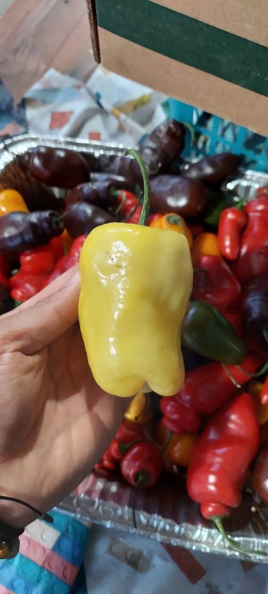 Yellow Manzano Seeds - Etsy