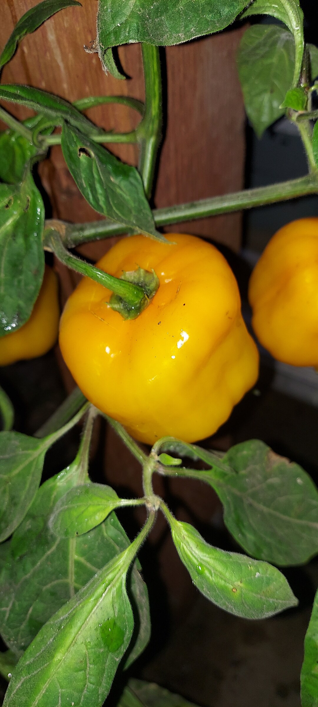 Giant Yellow Manzano - Etsy