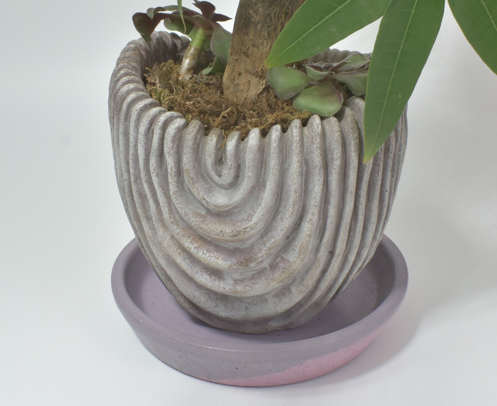 6" Plant Saucer / Drip Tray / Hand Buffed Concrete / Trinket Tray ...
