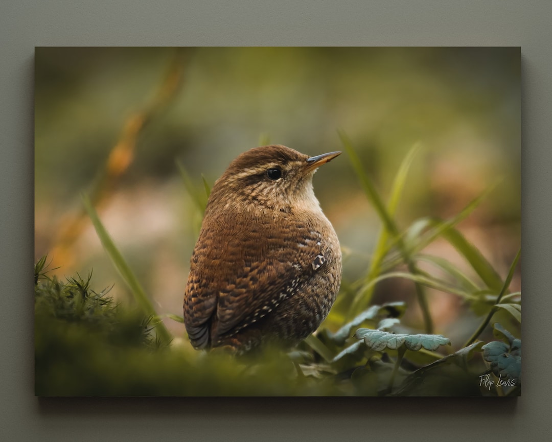 Eurasian Wren Poster Print | Photograph | Wall Art | Wall Art Prints ...