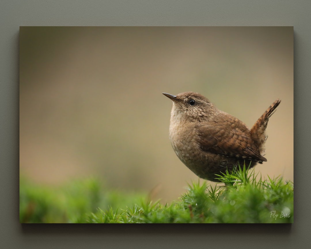 Eurasian Wren Poster Print | Photograph | Wall Art | Wall Art Prints ...