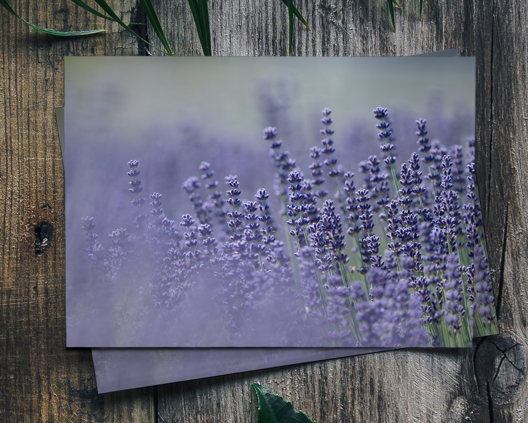 Sequim Lavender Fields Postcard | Lavender Postcard | Postcard Art ...