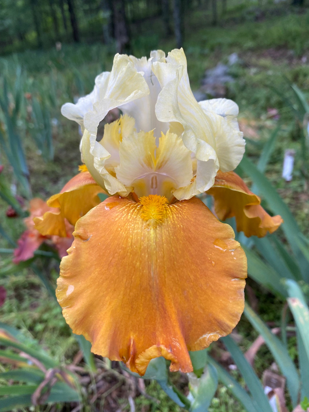 Fall Fiesta Tall Bearded Iris Rhizome Combined Shipping - Etsy