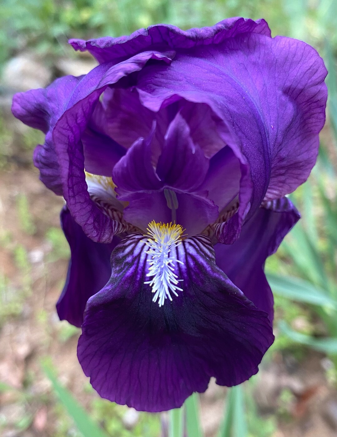 Crimson King Tall Bearded Iris Rhizome Combined Shipping - Etsy