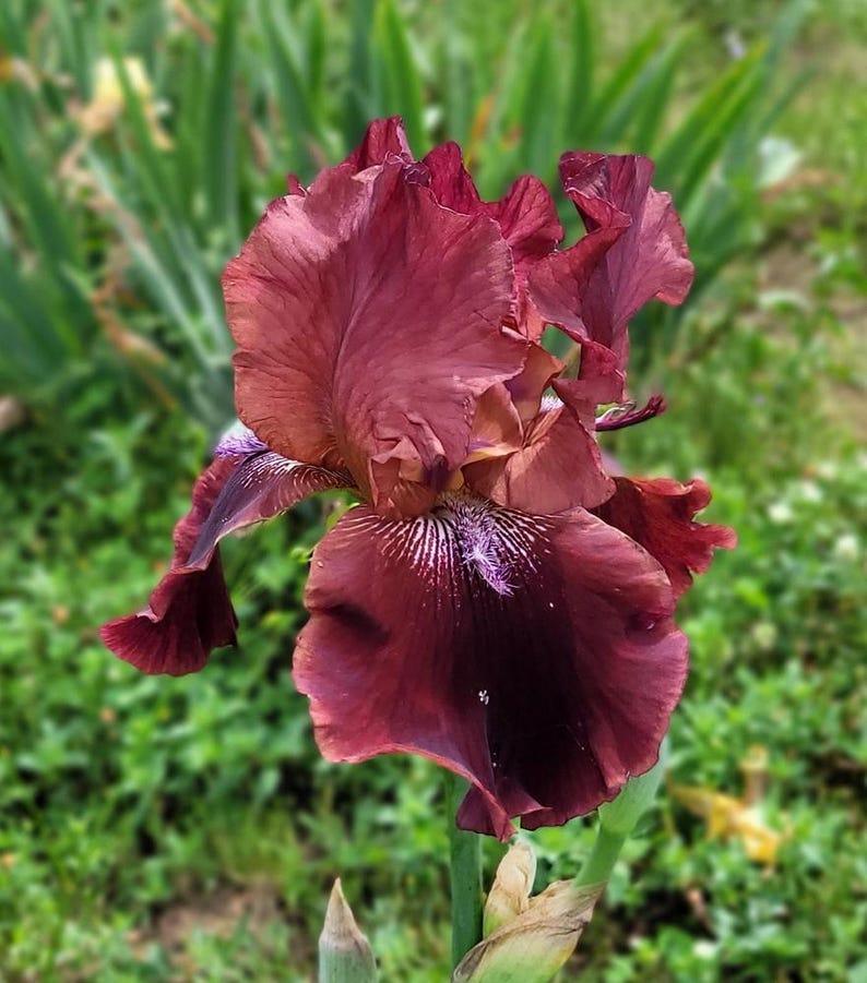 Galactic Warrior - 1 Tall Bearded Iris Rhizome - Combined Shipping - Etsy