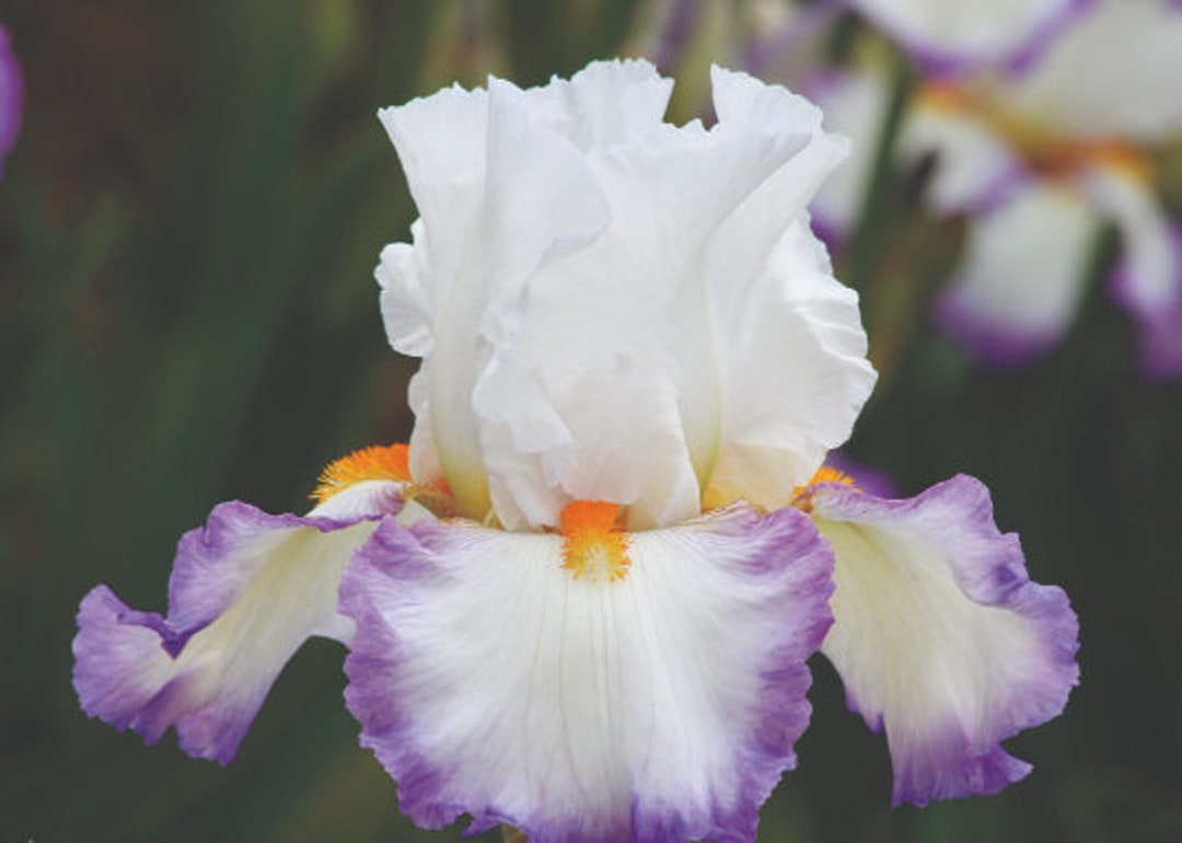 Starting Fresh 1 Tall Bearded Iris Rhizome Combined Shipping - Etsy