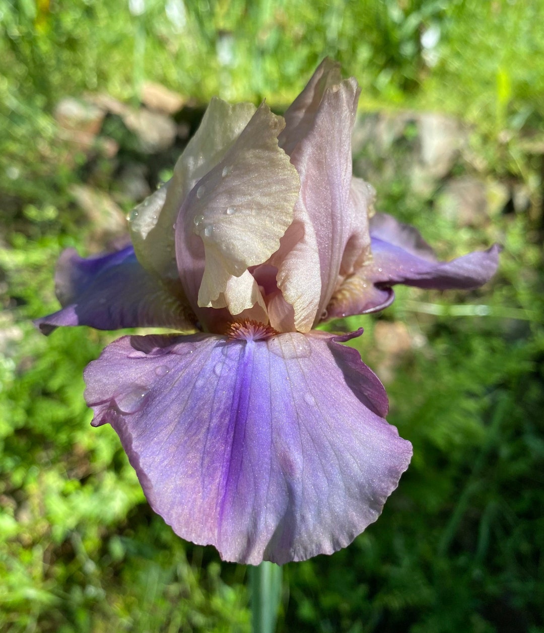 Nile Flower Tall Bearded Iris Rhizome Combined Shipping - Etsy
