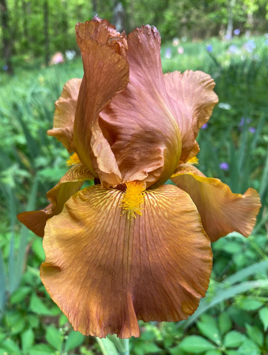 Cable Car Tall Bearded Iris Rhizome Combined Shipping - Etsy