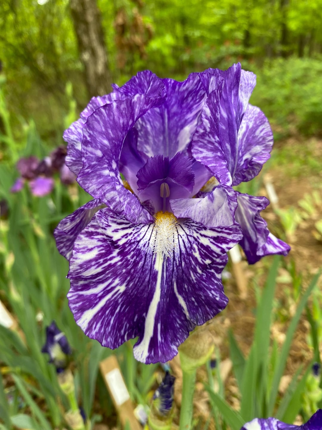 Batik- 1 Border Bearded Iris Rhizome - Combined Shipping- - Etsy