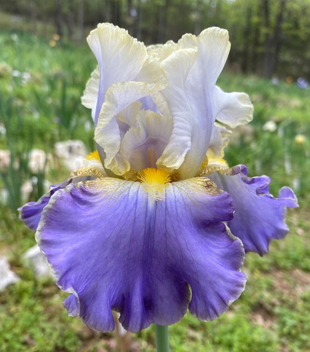 Gilt-edged Bond- Tall Bearded Iris Rhizome - Combined Shipping- - Etsy