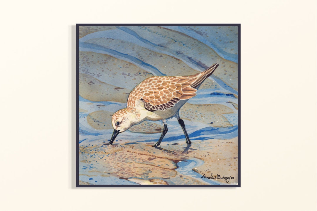 Sanderling 02 8x8 Art Print - Etsy