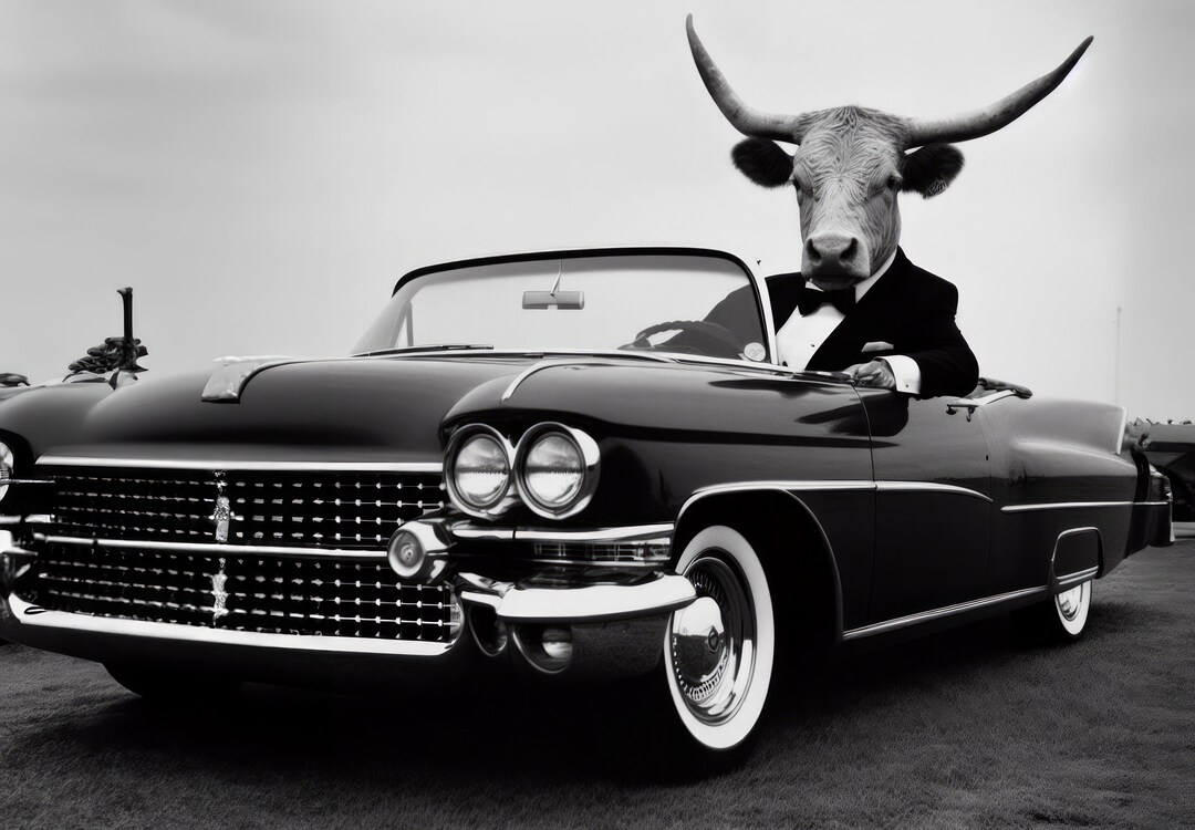 Texas Long Horn Steer Cadillac Convertible Black and White Photograph ...
