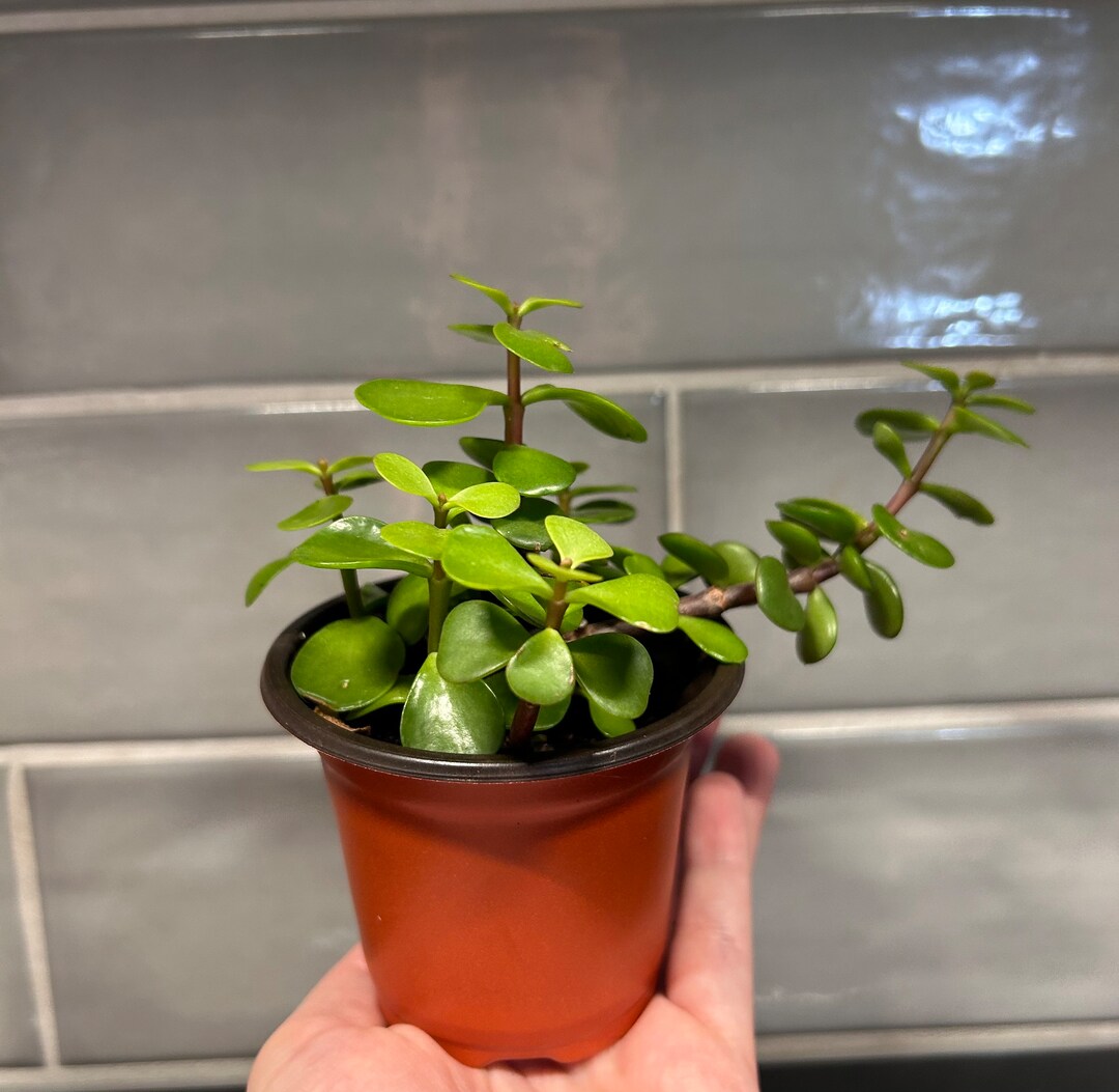 Elephant Bush Succulent portulacaria Afra - Etsy