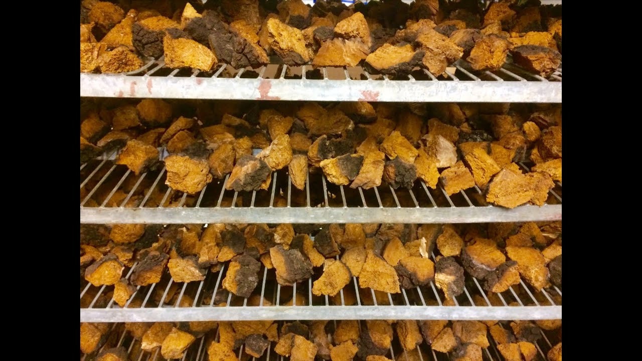Chaga Mushroom Chunks, Alaskan, 1lb - Etsy