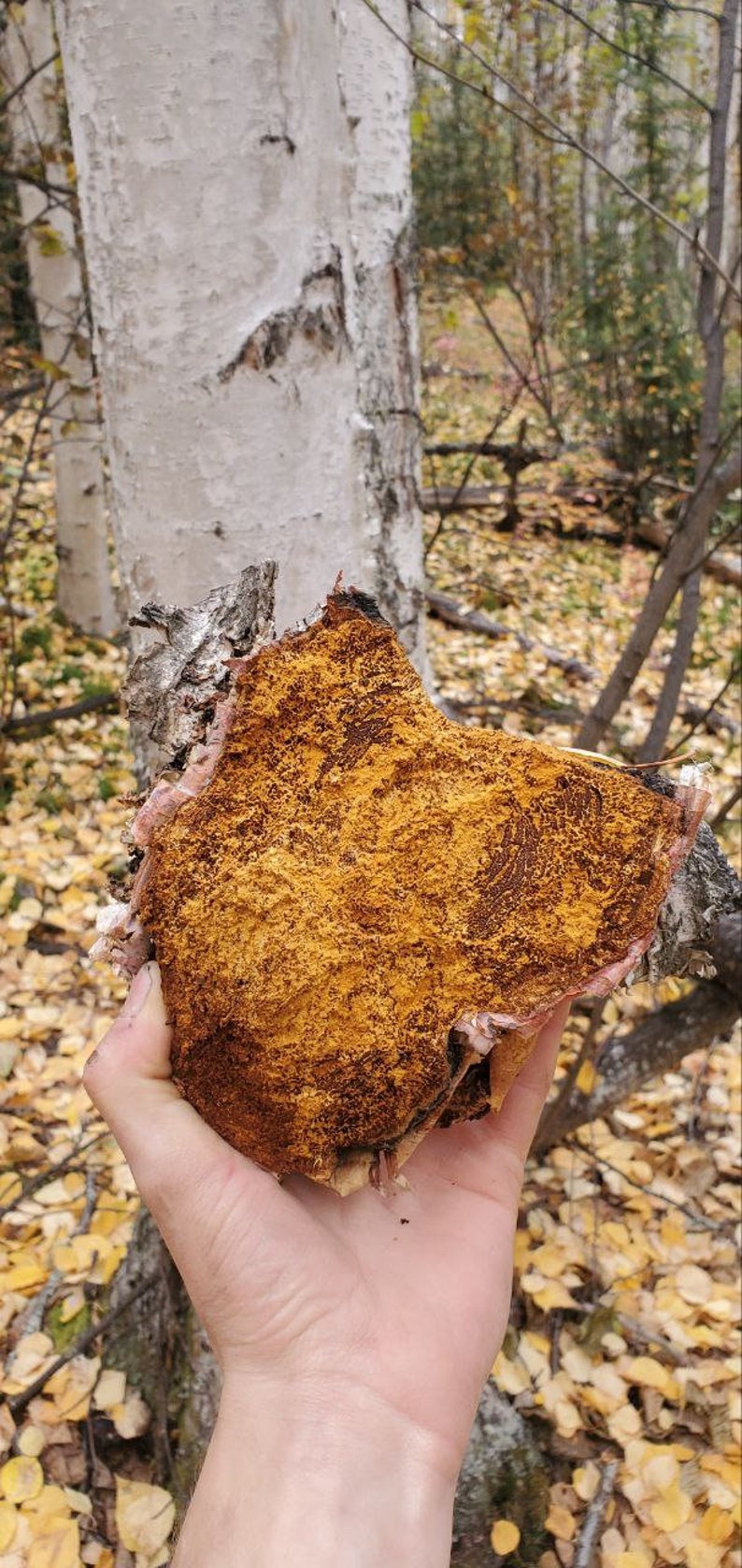 Chaga Mushroom Chunks, Alaskan, 1lb - Etsy