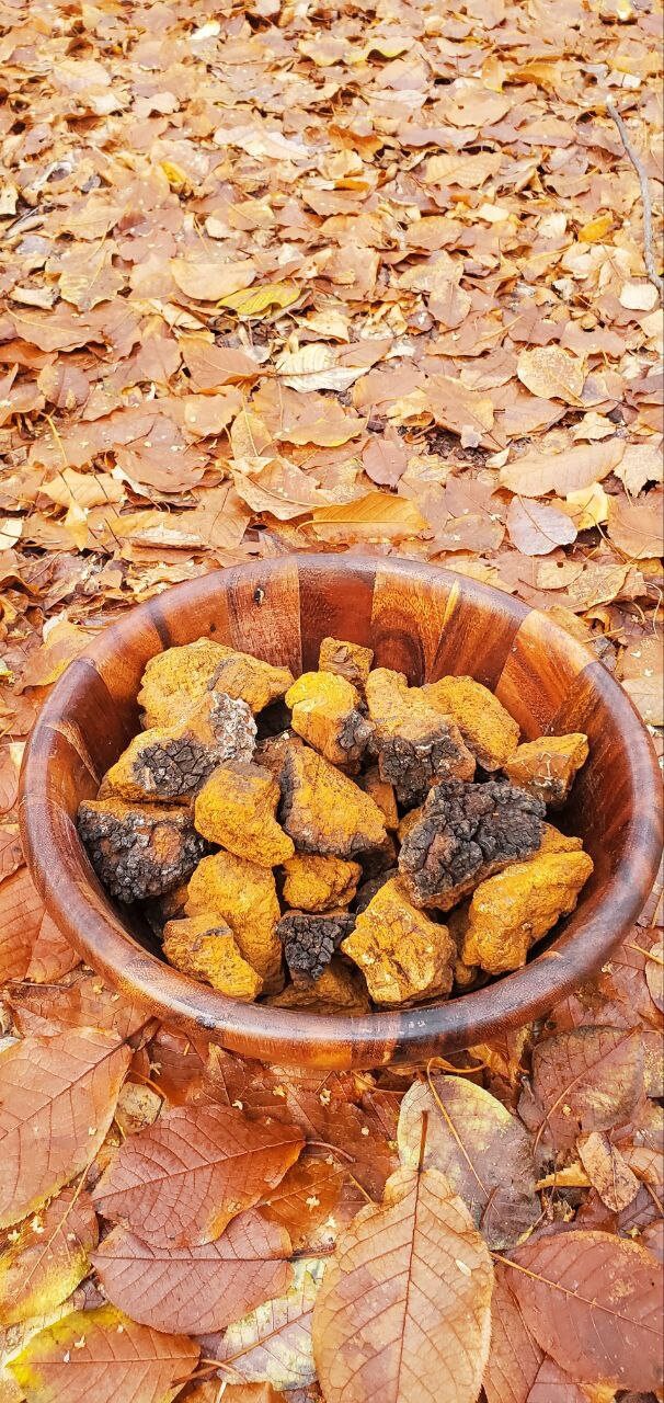Chaga Mushroom Chunks, Alaskan, 1lb - Etsy