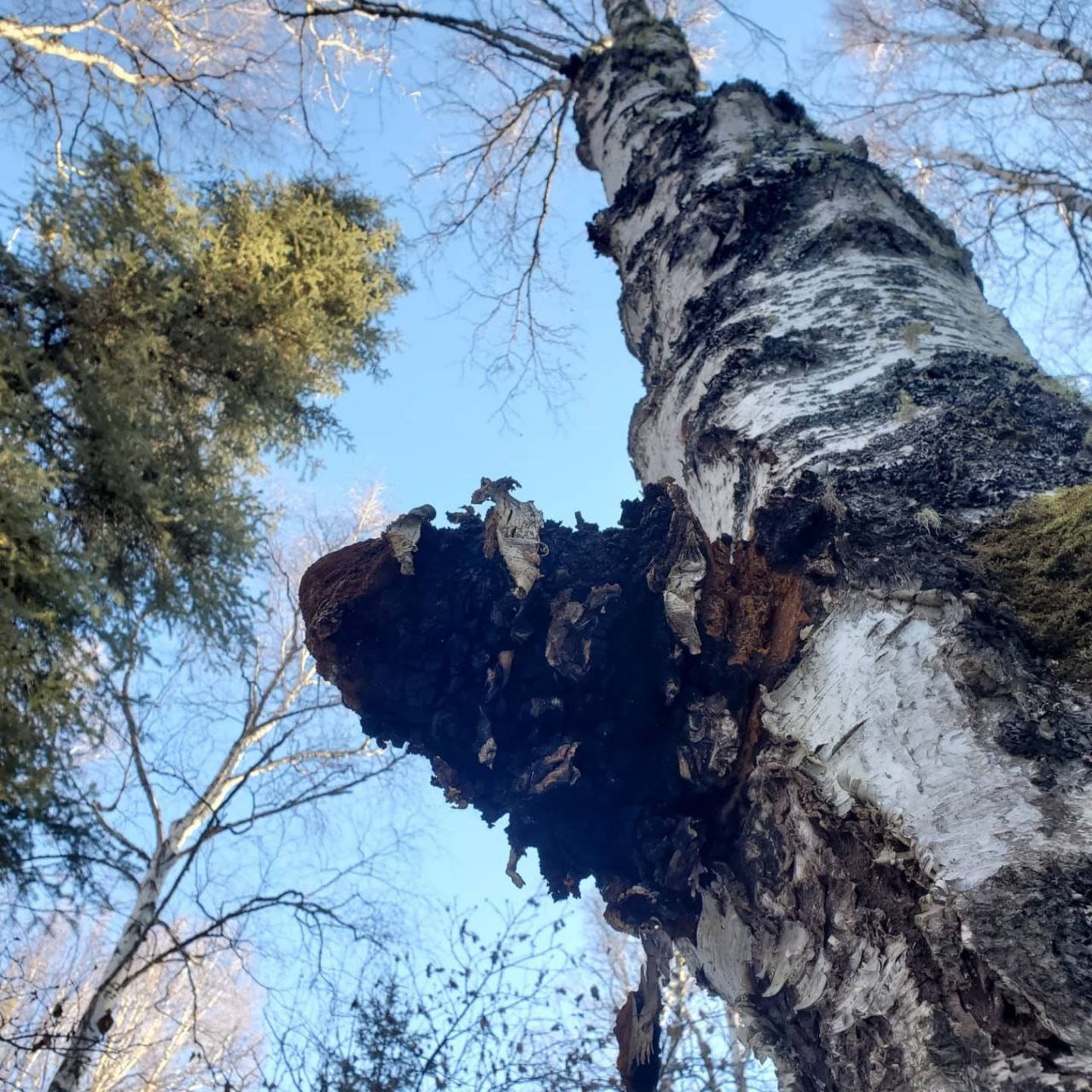 Chaga Mushroom Chunks, Alaskan, 1lb - Etsy