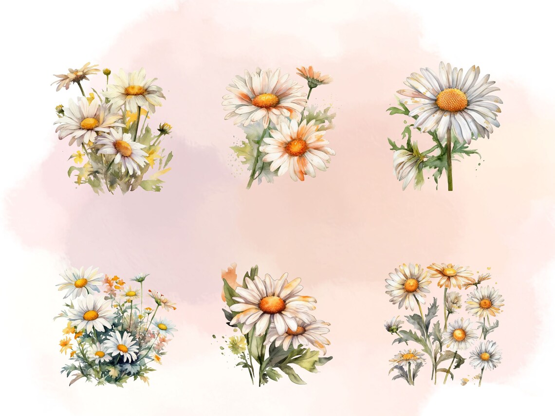 Daisy Watercolor Clipart Bundle Floral Bloom Free Commercial - Etsy