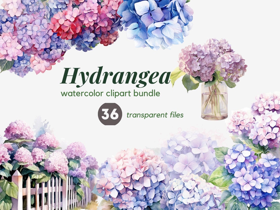 Hydrangea Watercolor Clipart Bundle, Hortensia Free Commercial Set ...