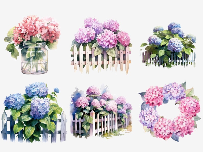Hydrangea Watercolor Clipart Bundle Hortensia Free Commercial - Etsy
