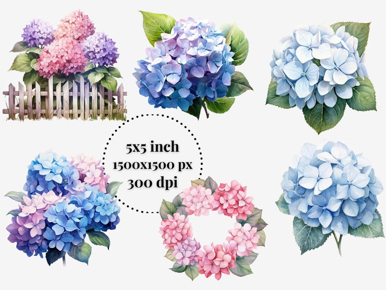 Hydrangea Watercolor Clipart Bundle Hortensia Free Commercial - Etsy