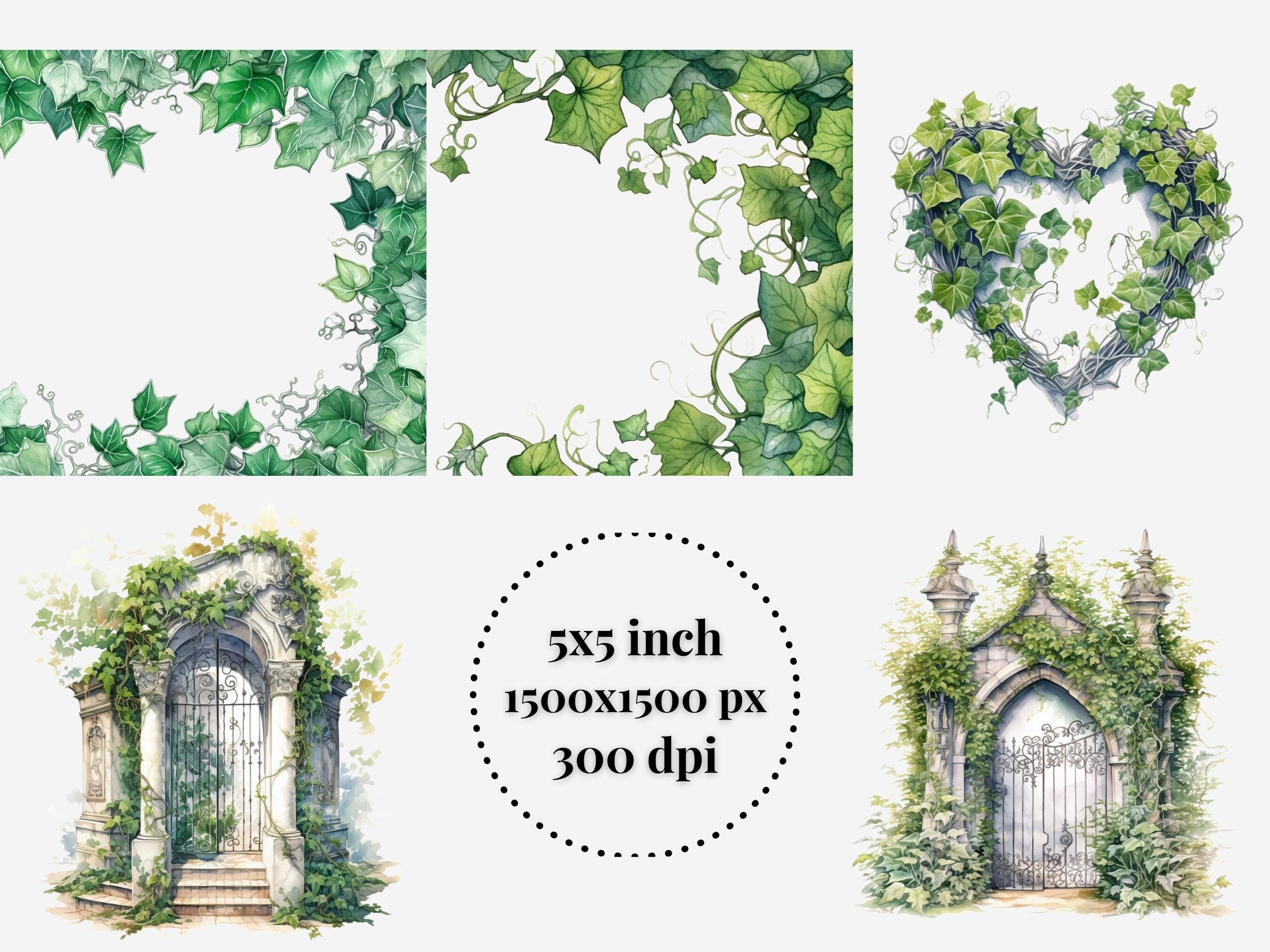 Ivy Watercolor Clipart Bundle Vine Free Commercial Clipart Set - Etsy