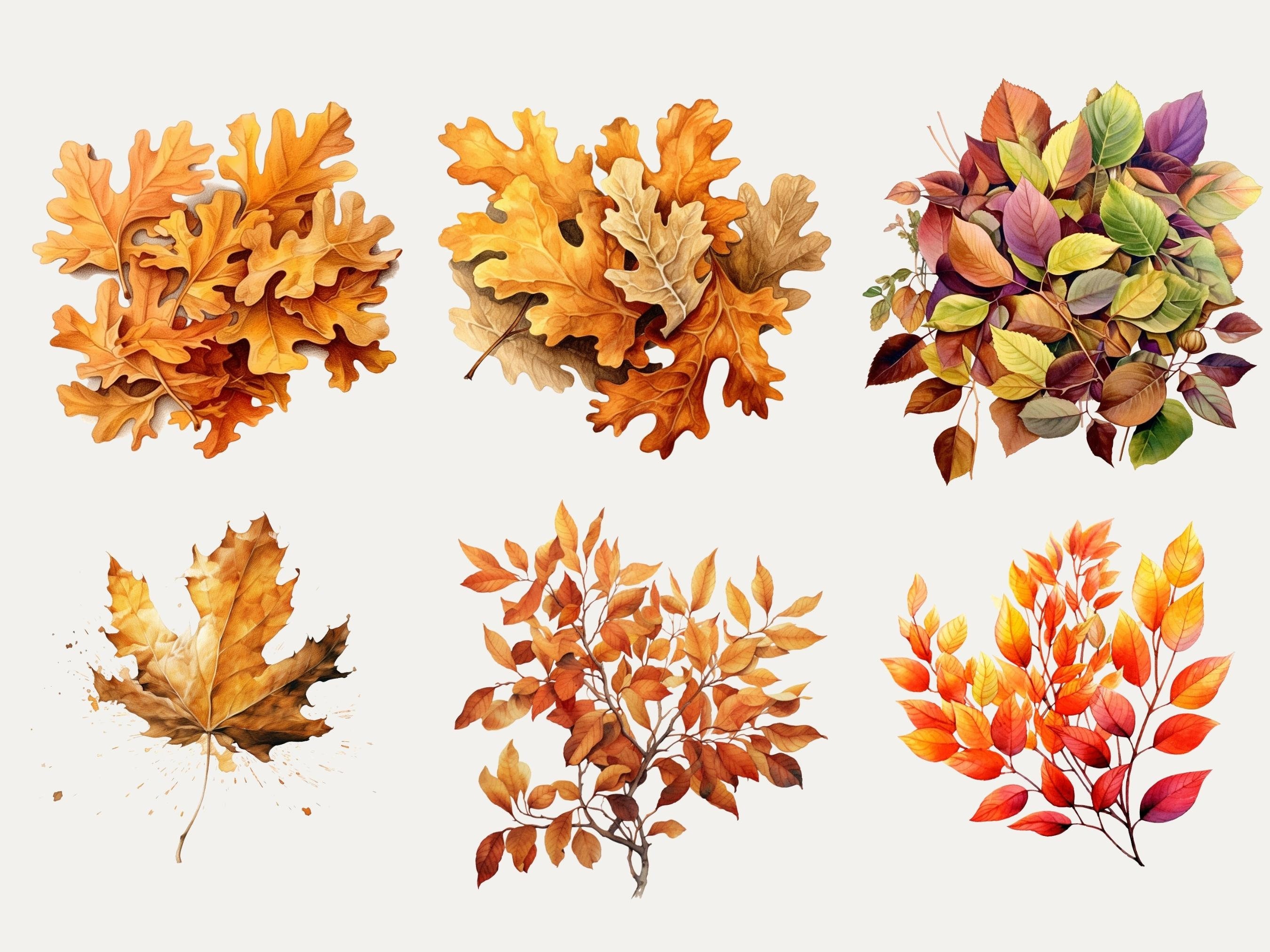 Fall Leaves Watercolor Clipart Bundle Autumn Foliage Branch - Etsy