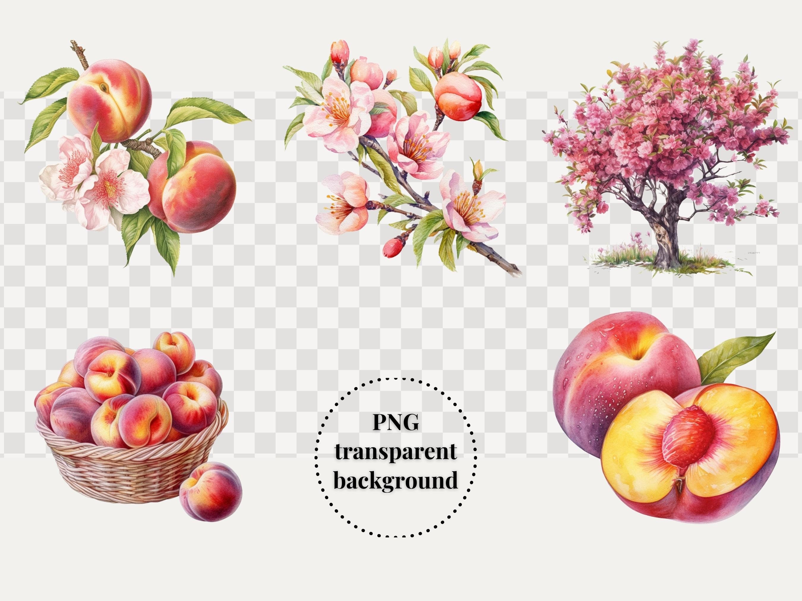 Peach Watercolor Clipart Bundle Peach Blossom Free Commercial - Etsy