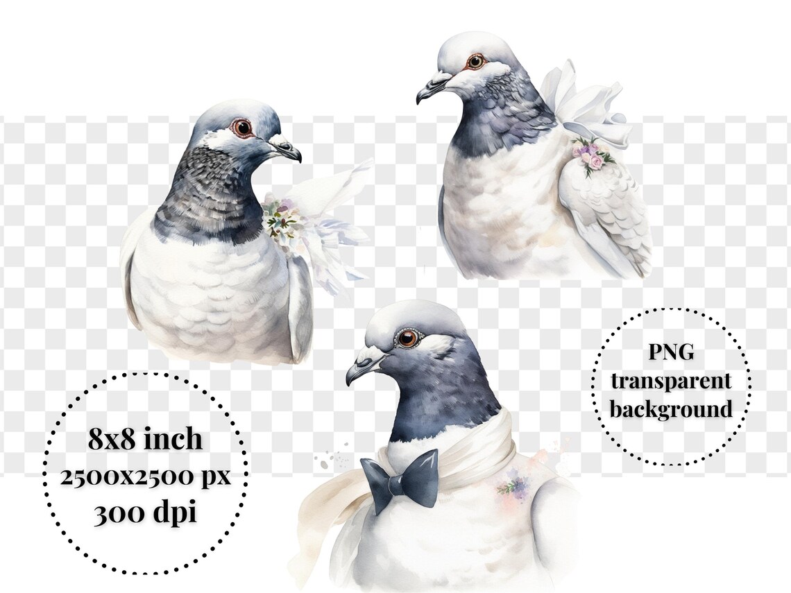 Wedding Pigeon Watercolor Clipart Bundle Free Commercial - Etsy