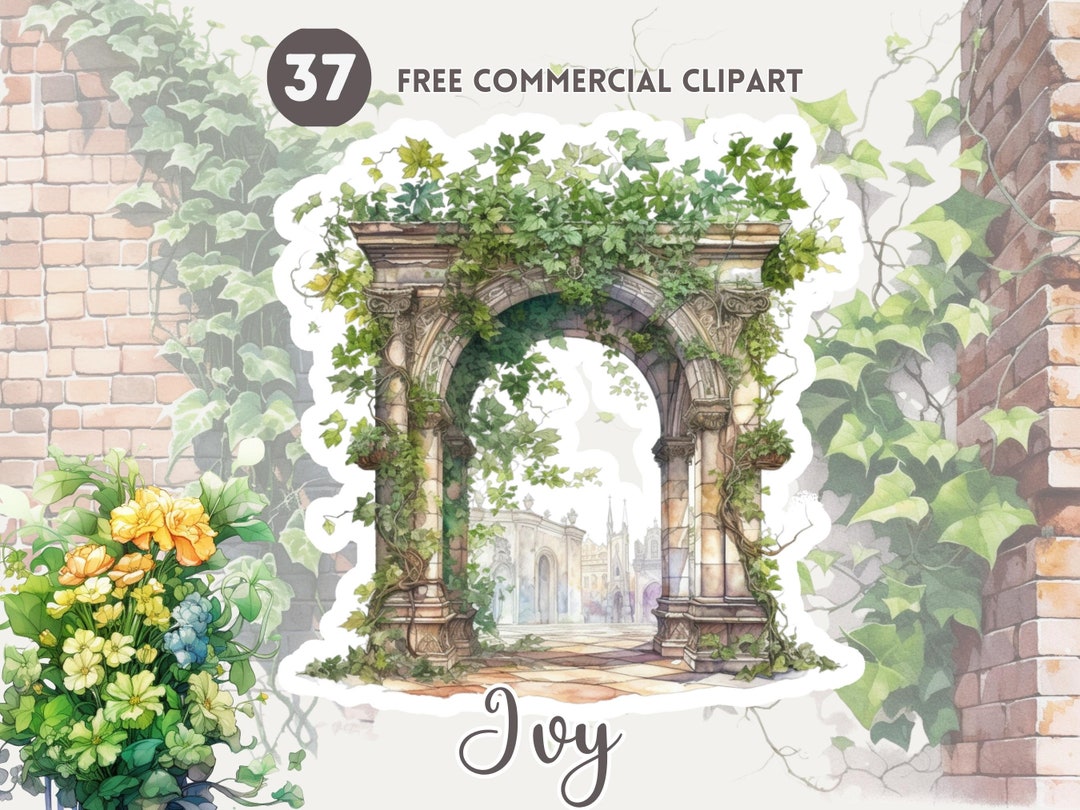 Ivy Watercolor Clipart Bundle Vine Free Commercial Clipart Set Trailing ...