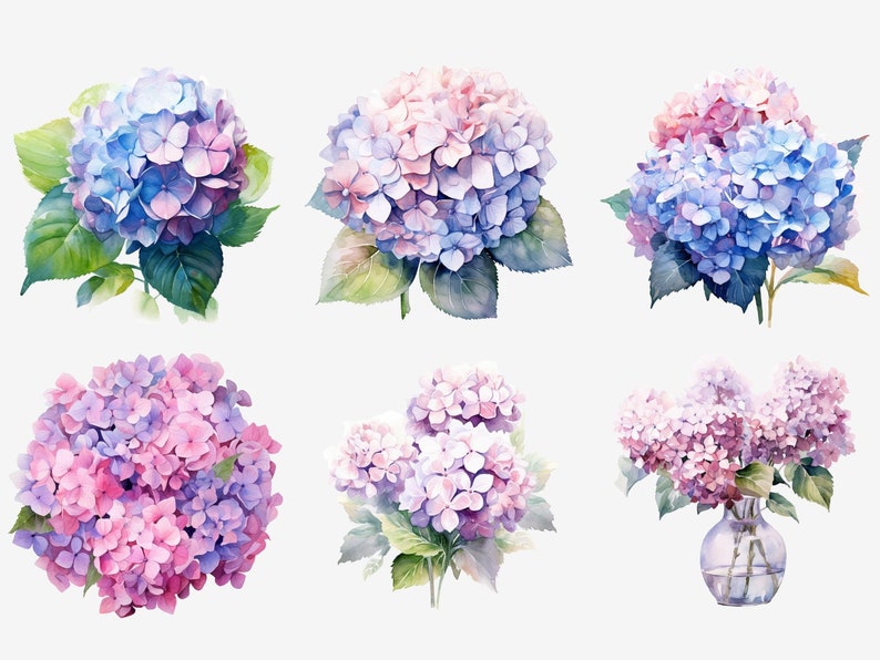 Hydrangea Watercolor Clipart Bundle Hortensia Free Commercial - Etsy