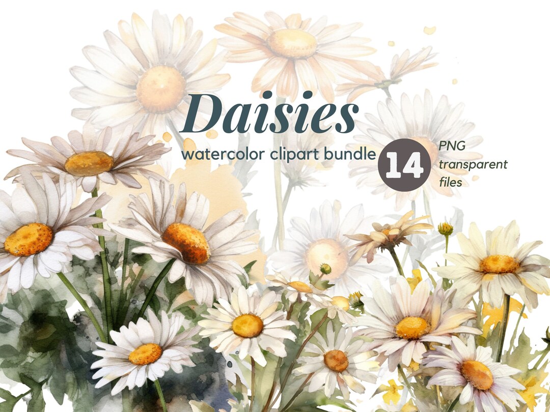 Daisy Watercolor Clipart Bundle Floral Bloom Free Commercial Watercolor ...