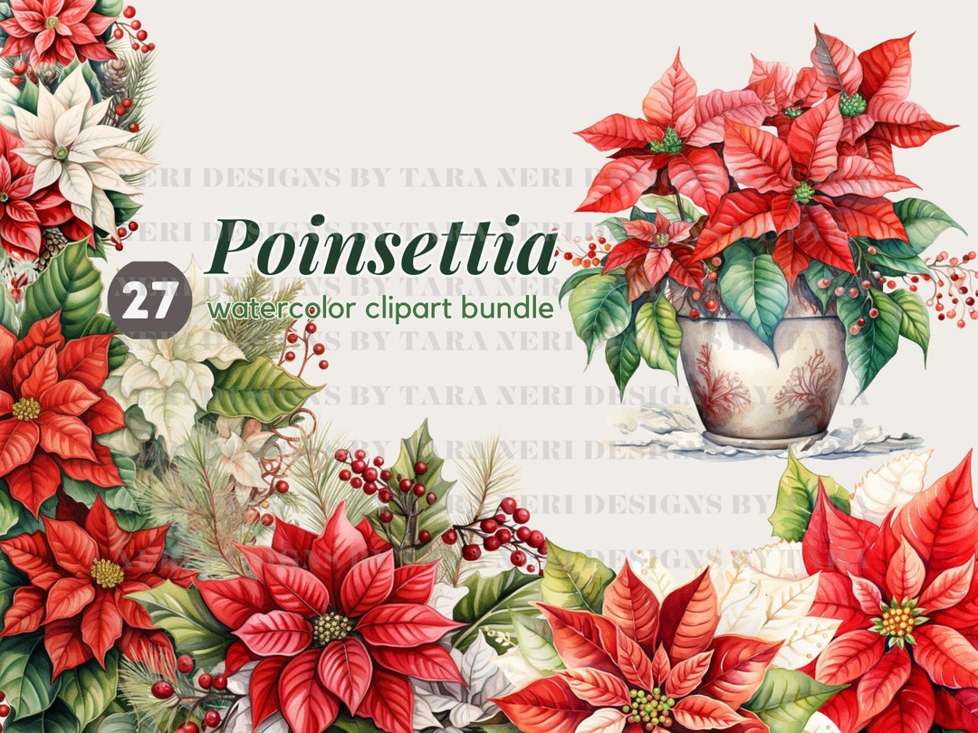 Festive Christmas Poinsettia Watercolor Clipart Bundle, Holiday Season ...