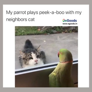 VIRAL MEME BUNDLE, 100k+ Ready to Use Memes Bundle, Digital Download - Etsy