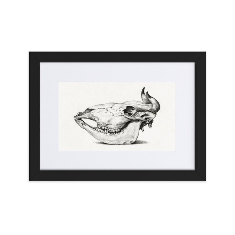 Fine Art Fossil Skull Creative Sketch - Pencil Drawing - Etsy