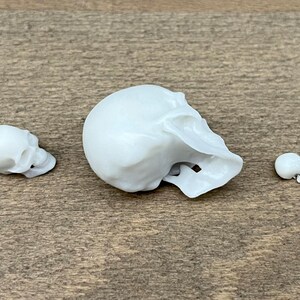 Miniature Human Skulls. Realistic Plastic Replicas - Etsy