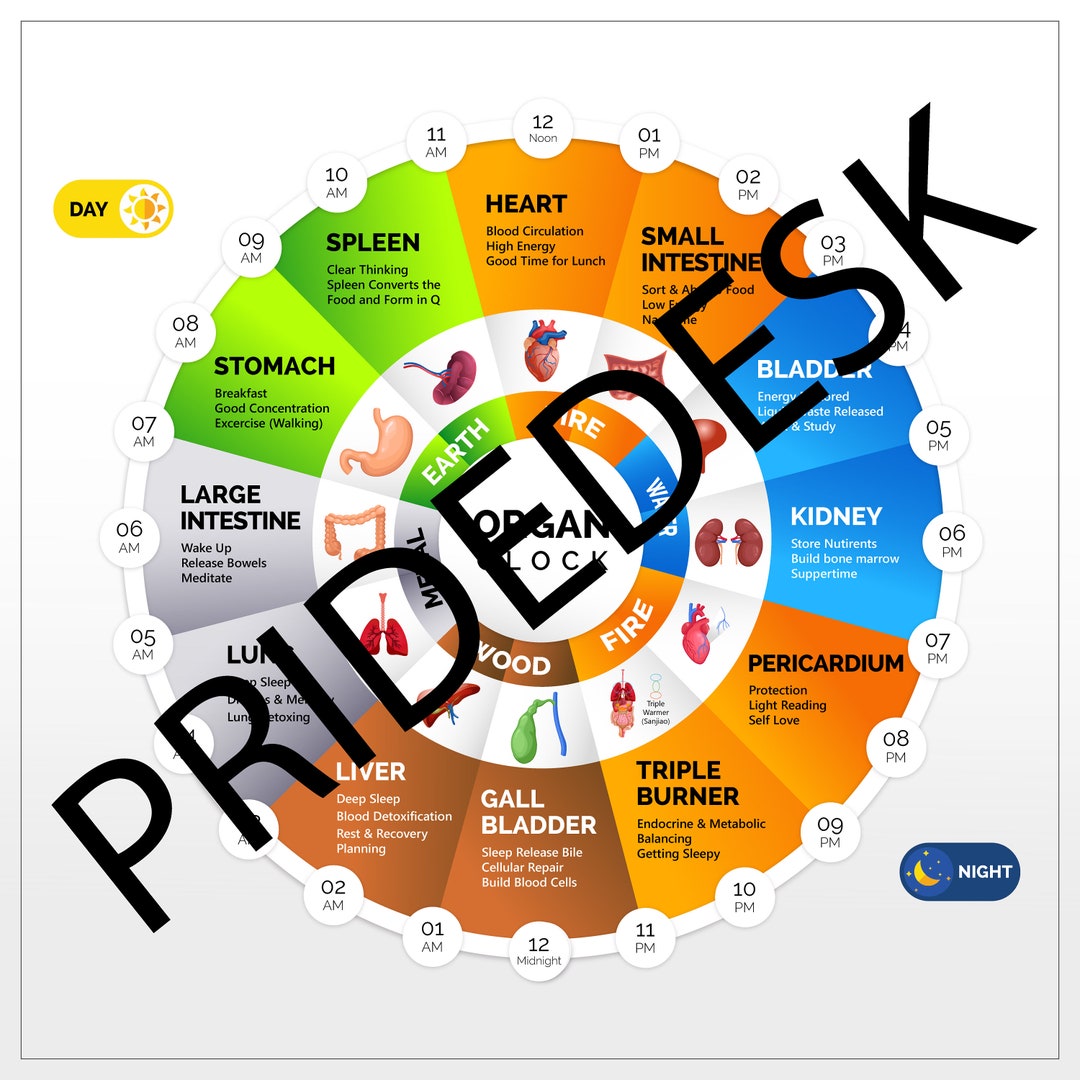 Human Organ Clock High Resolution - Etsy