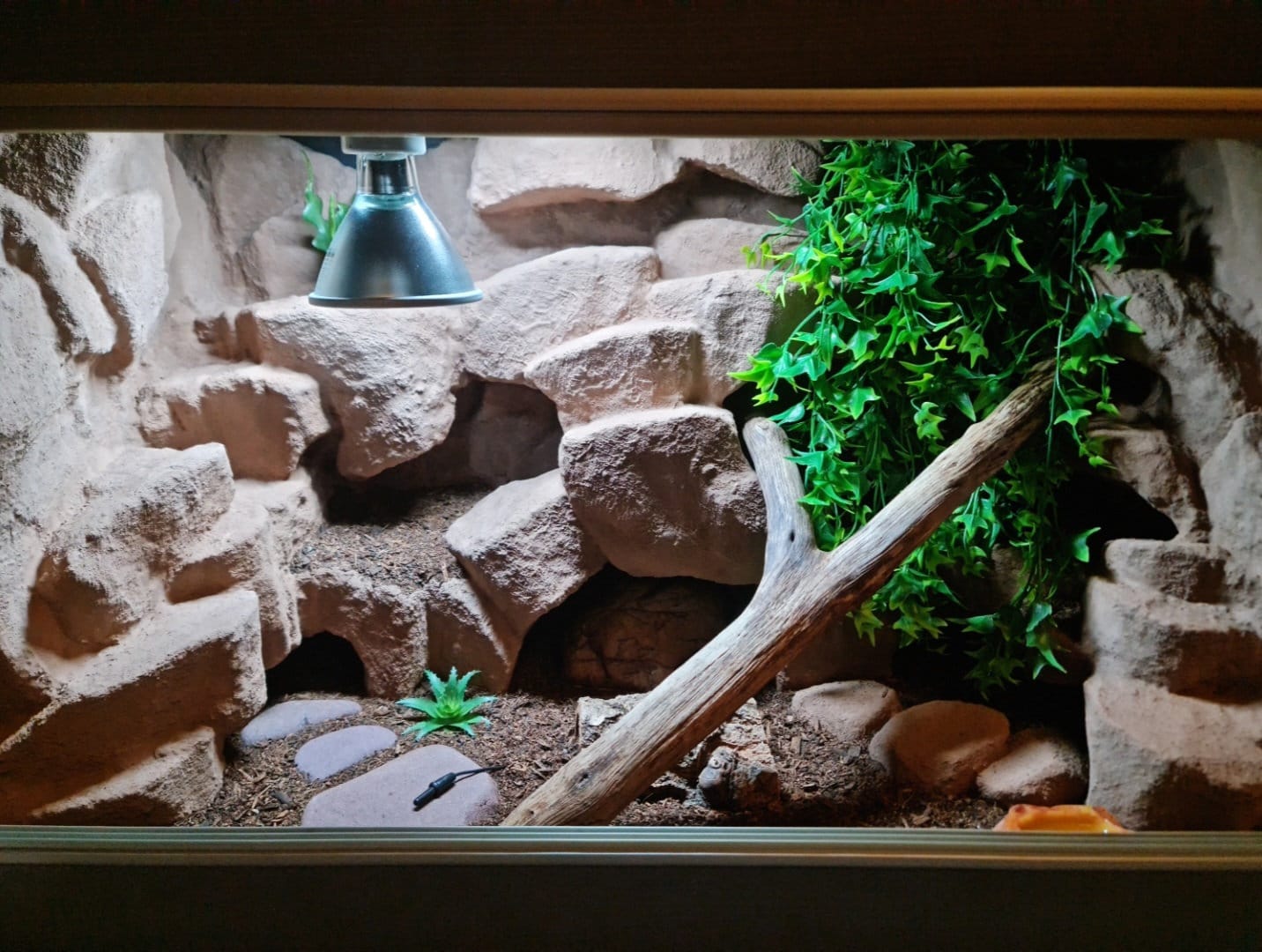 Custom Reptile Backgrounds, 3D, Natural, Any Size, Perfect for Bearded ...